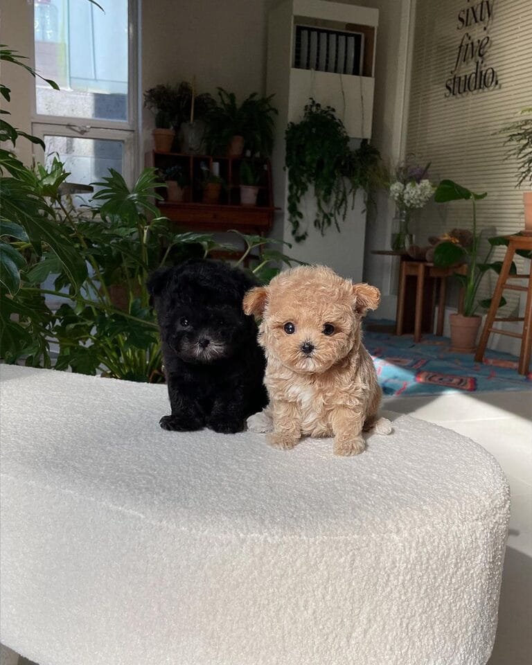 Mini Maltipoo puppies in California | Cali Mini Maltipoo Puppies