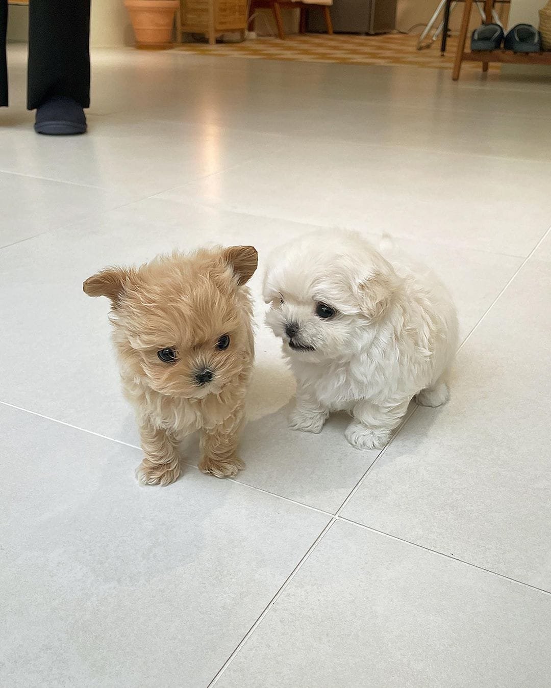Mini Maltipoo puppies in California | Cali Mini Maltipoo Puppies