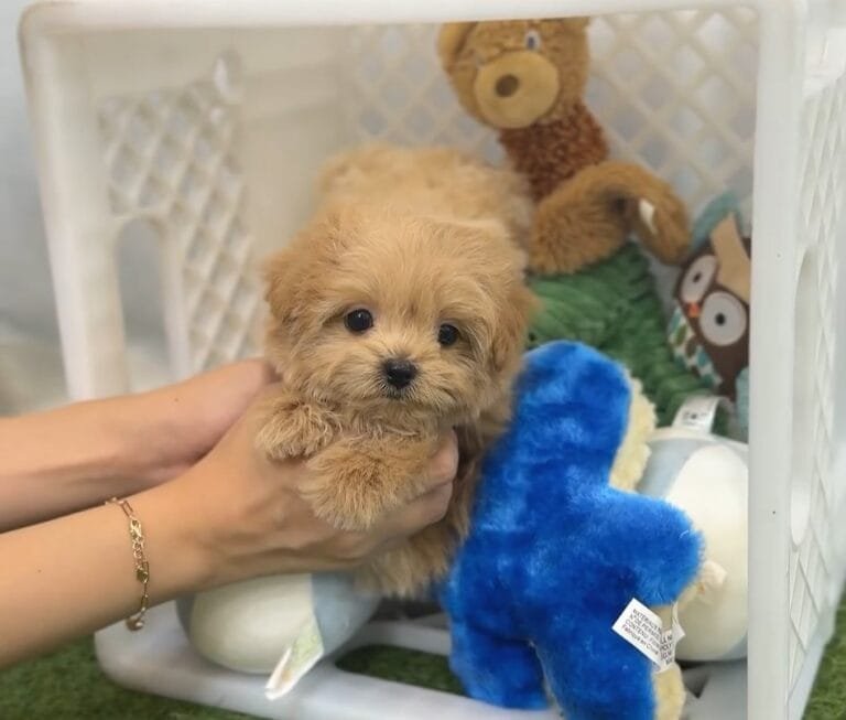 Mini Maltipoo | Mini Maltipoo Puppies for Sale