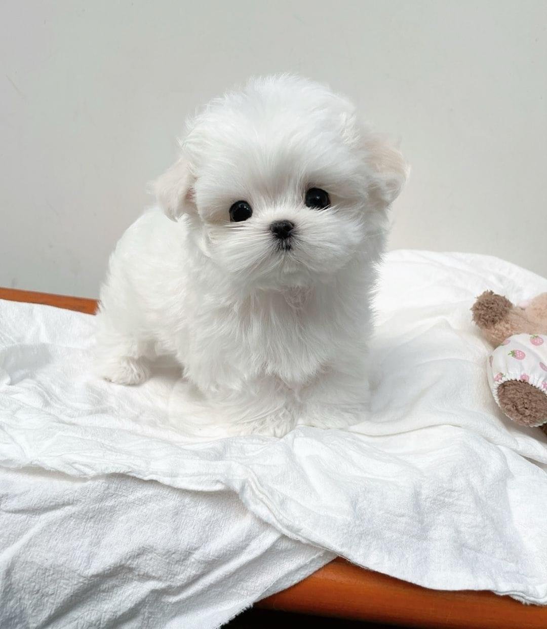 Teacup Maltipoo for sale Mini | Maltipoo breeders | Cali Mini Maltipoo ...