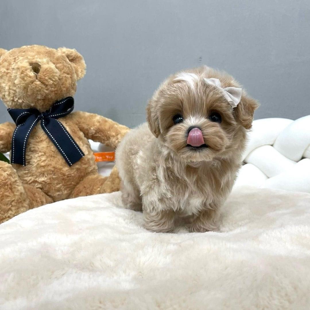 Teacup Maltipoo for sale Mini | Maltipoo breeders | Cali Mini Maltipoo ...
